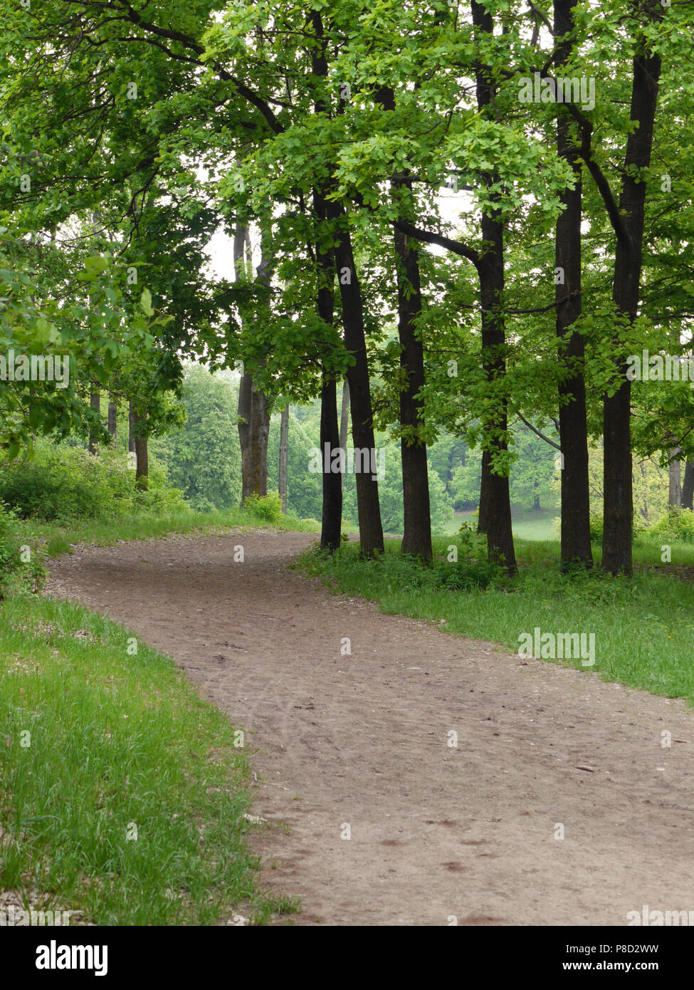 The park road with a beautiful green lawn and tall deciduous trees on ...