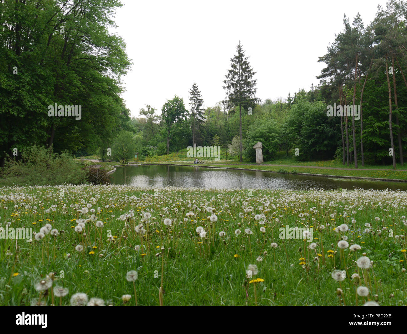 A green lawn on the shore of a small pond with light air dandelions ...