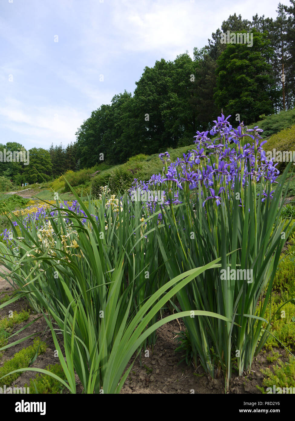high lily bushes of blue color on the background of the forest . For ...