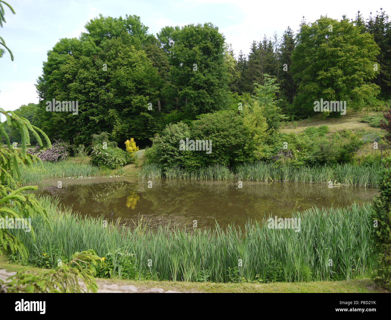 A small forest source surrounded by trees, where all the inhabitants of ...