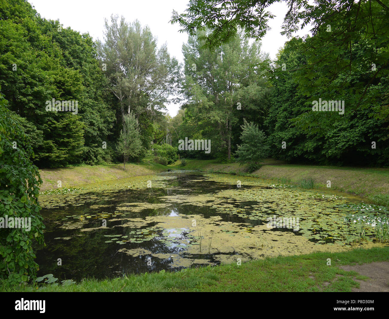 Deep, marshy forest swamp. The day looks pretty good, but at night an ...