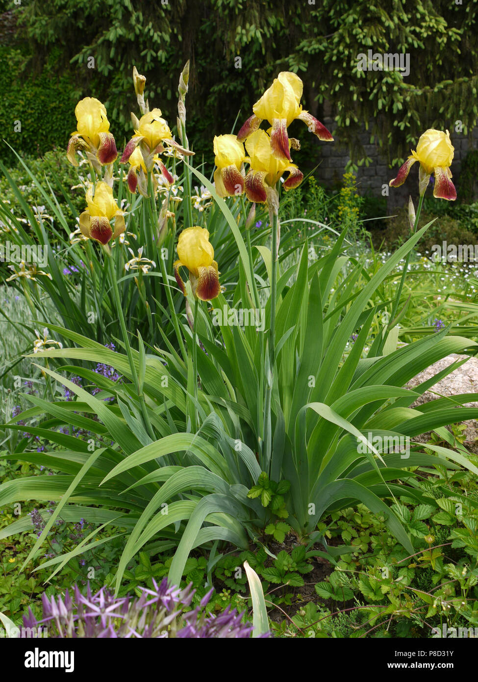 Flowerbed with beautiful high flowers with yellow petals and green ...