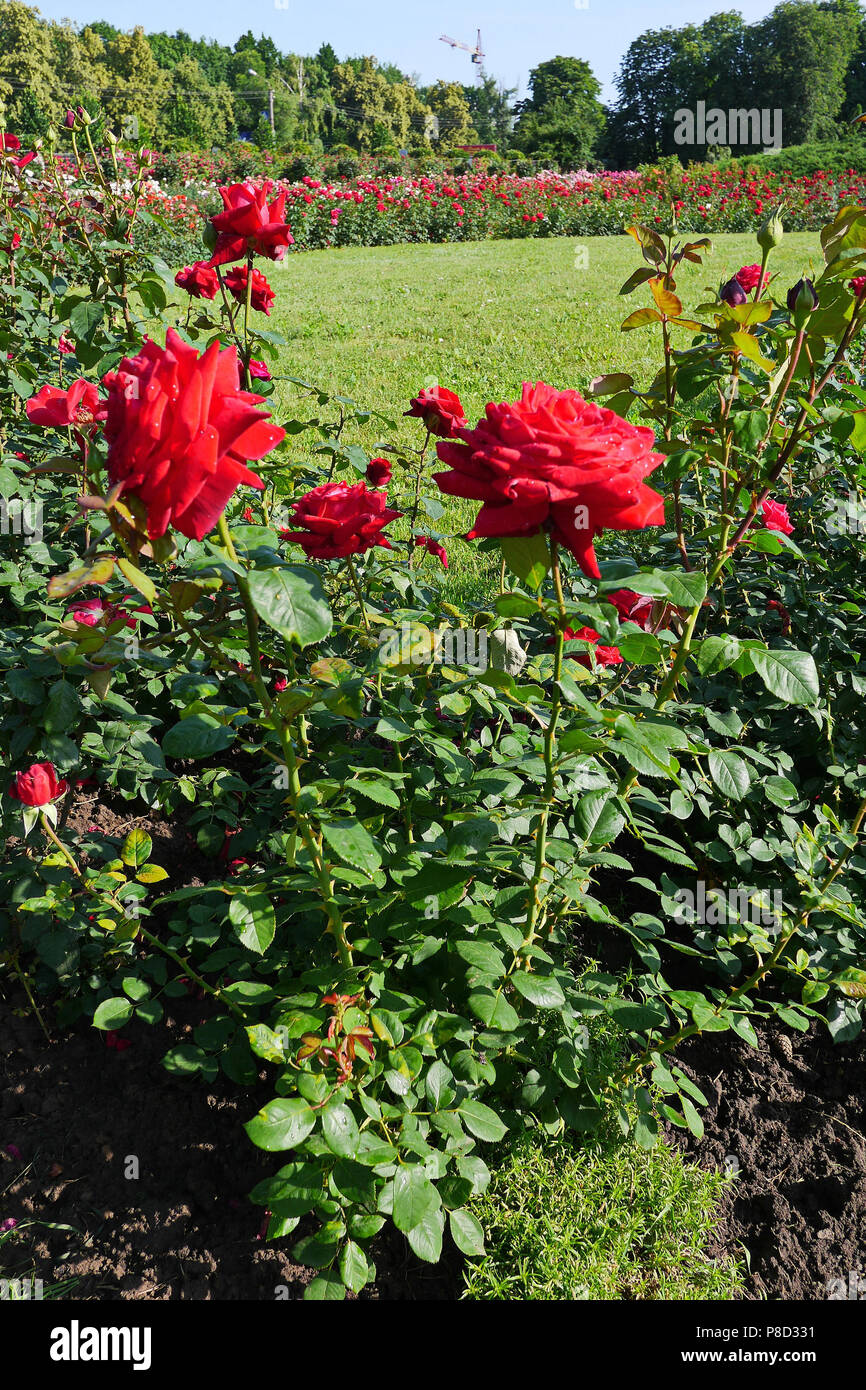 A huge flower-bed with bushes of red roses and a green lawn in the ...