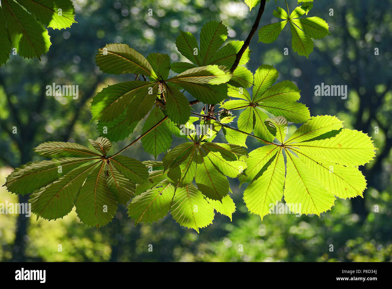 beautiful large chestnut leaves against a forest background . For your ...