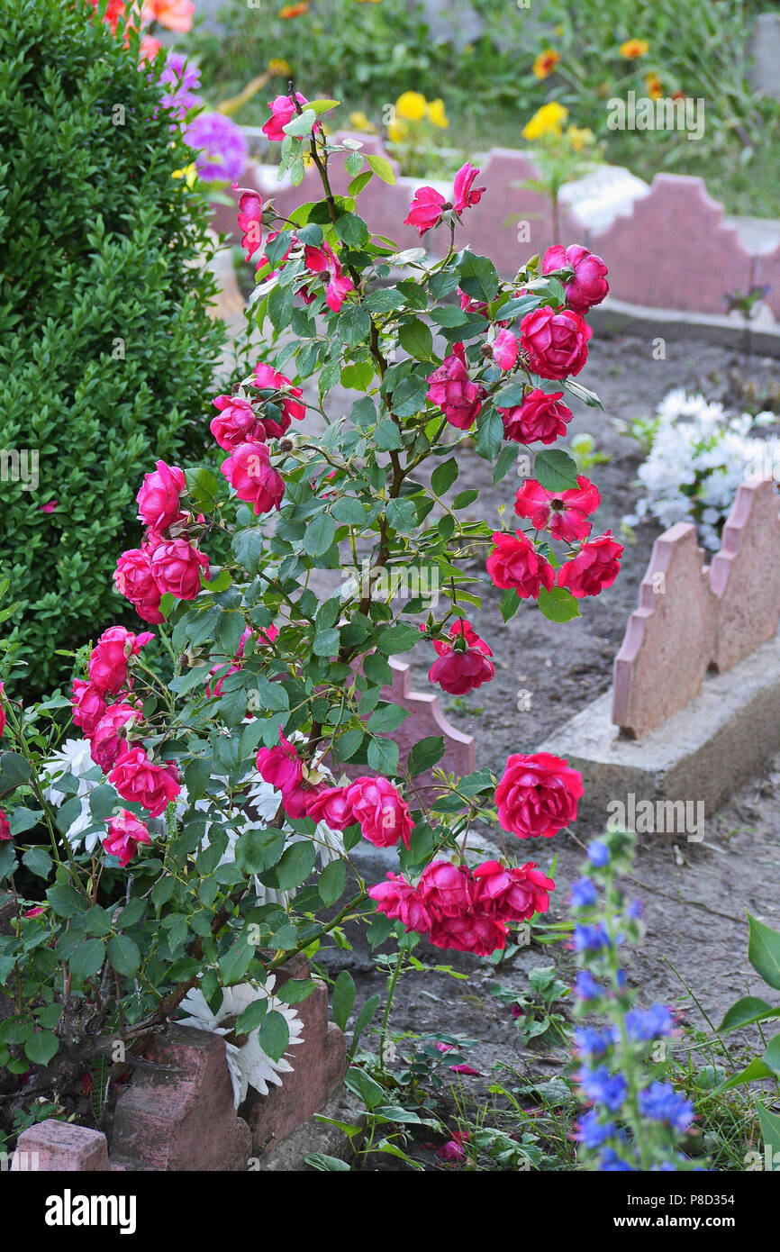 A bush of beautiful roses with bright petals and a charming aroma. The ...