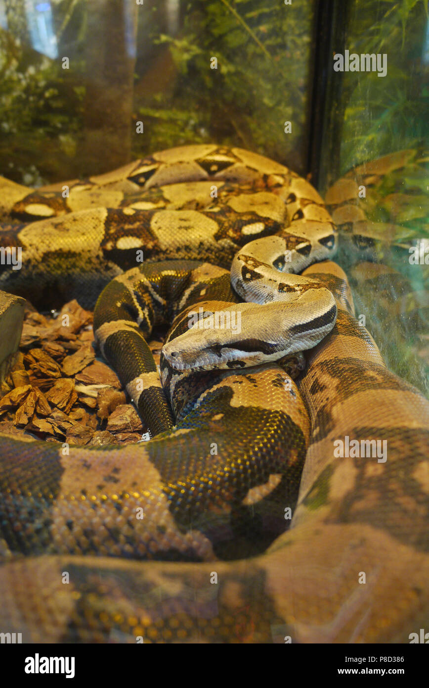 A huge boa constrictor with a beautiful coloring lies curled behind the ...