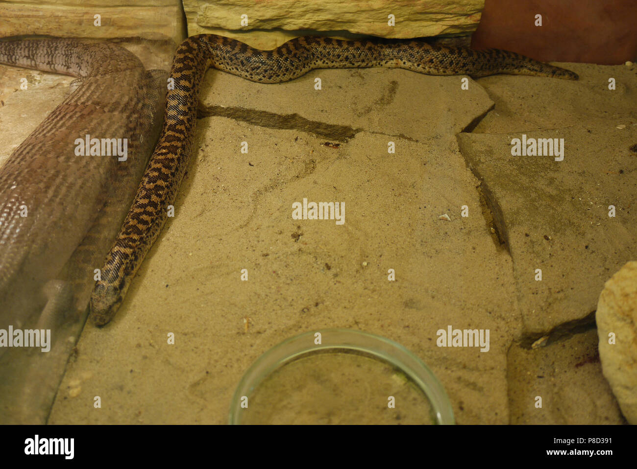 A long serpent lying stretched out on a stone floor and behind a glass ...