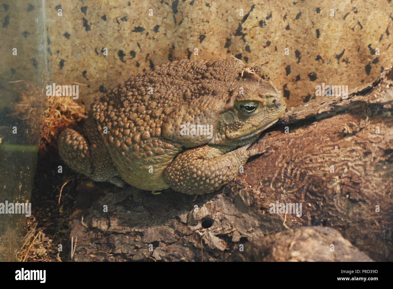 Rock Pimples High Resolution Stock Photography and Images - Alamy
