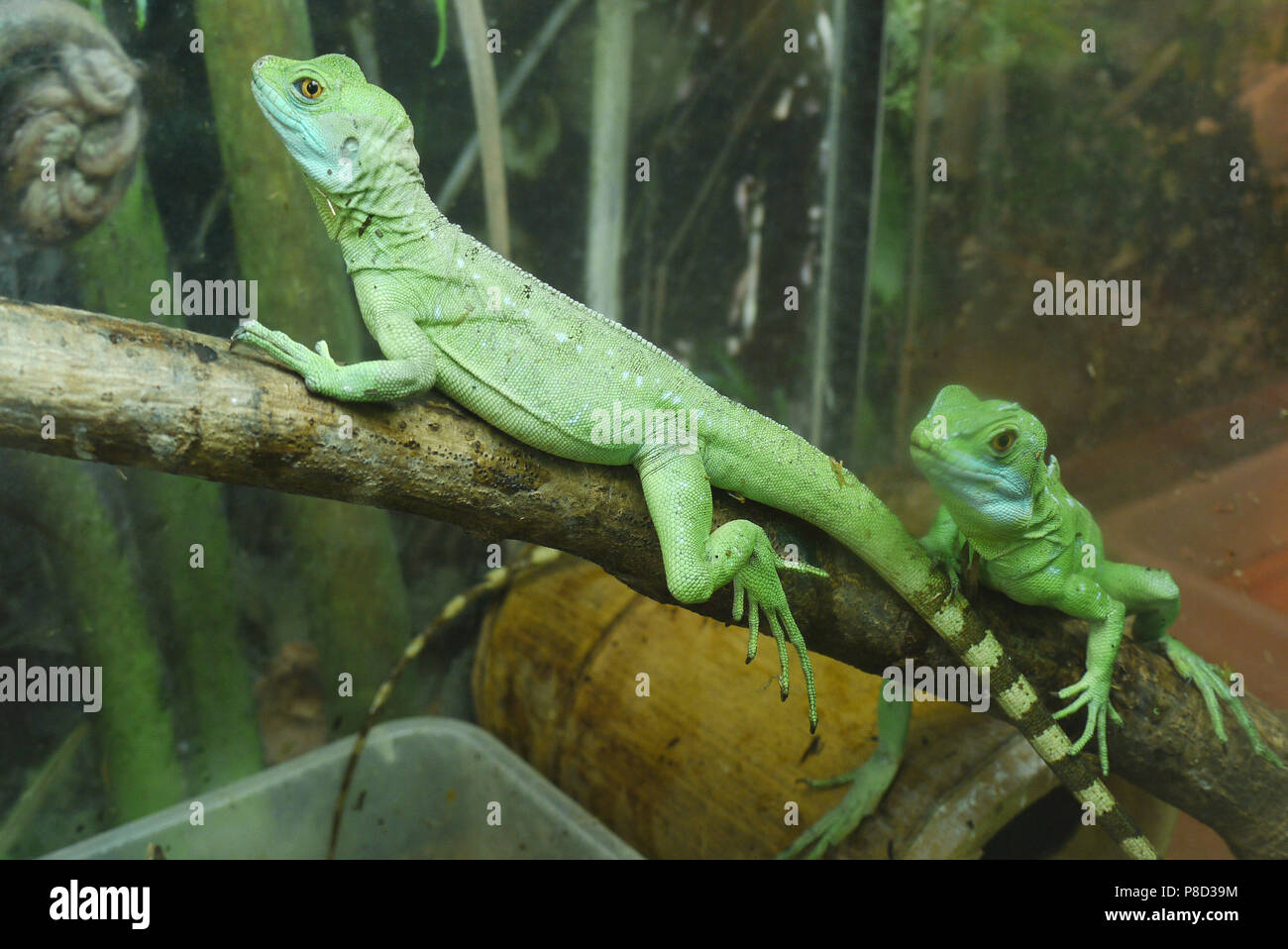 Green striped lizard hi-res stock photography and images - Alamy