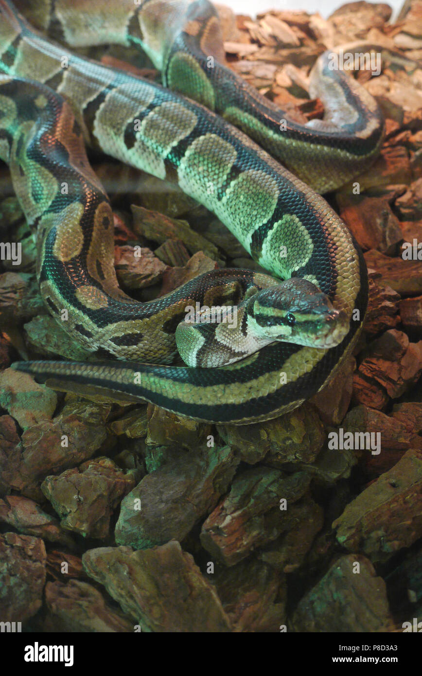 snake lying on rocks in the terrarium . For your design Stock Photo - Alamy