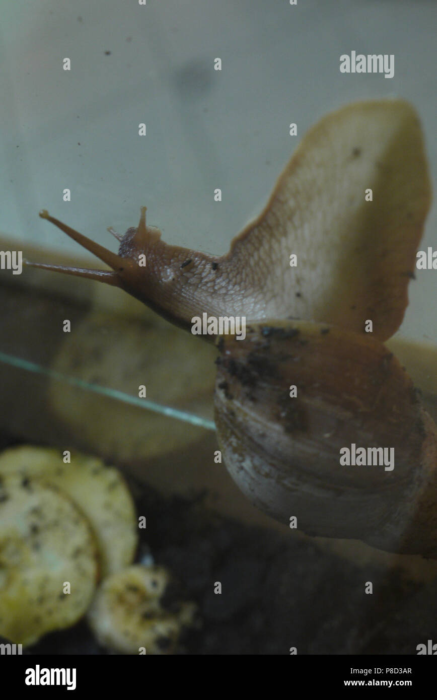 Snail trace hi-res stock photography and images - Alamy