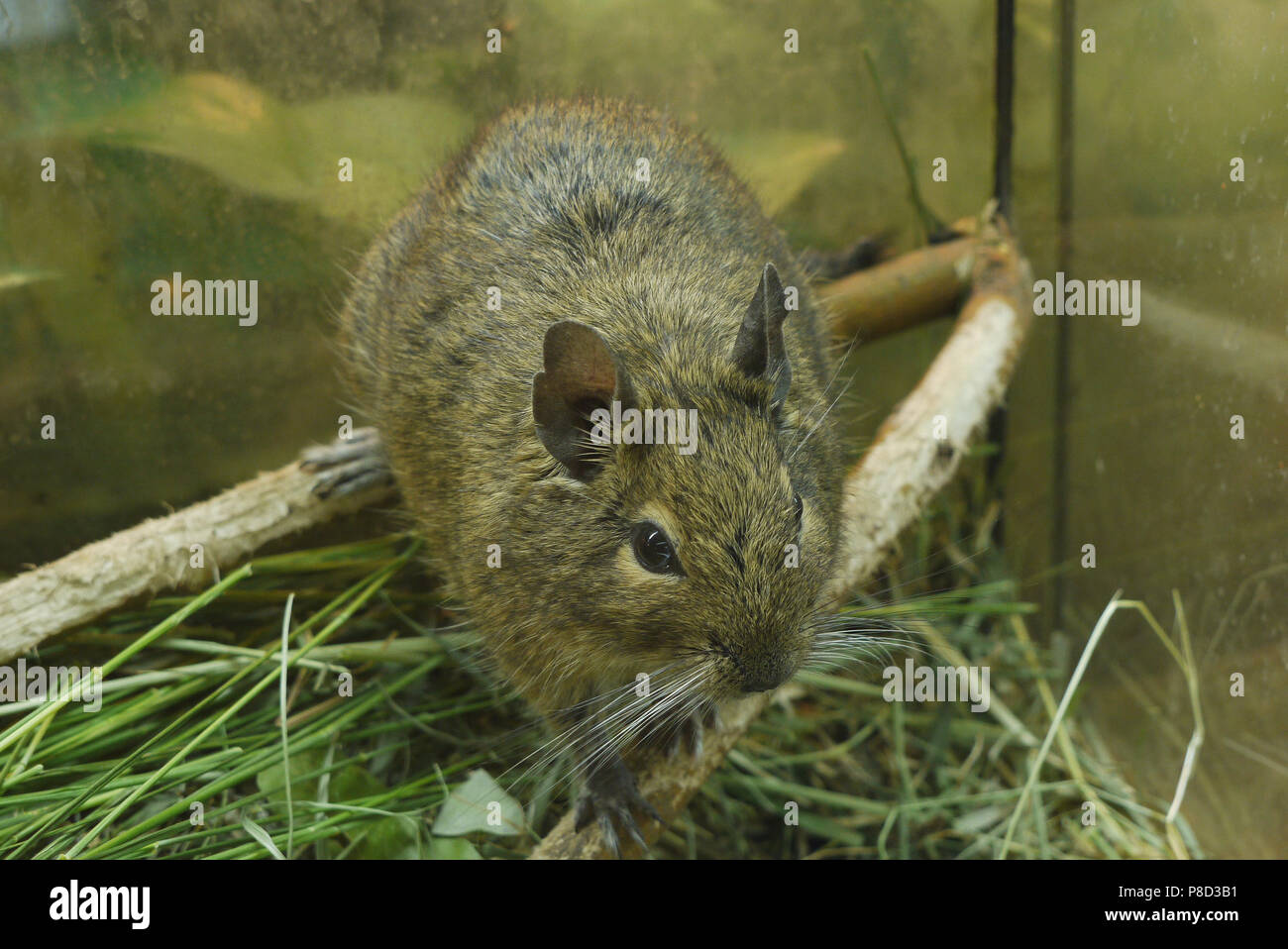 Octodondegus hi-res stock photography and images - Alamy