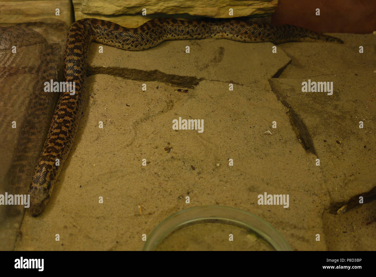 The snake is cautiously lying on the floor of the slabs and looking at ...