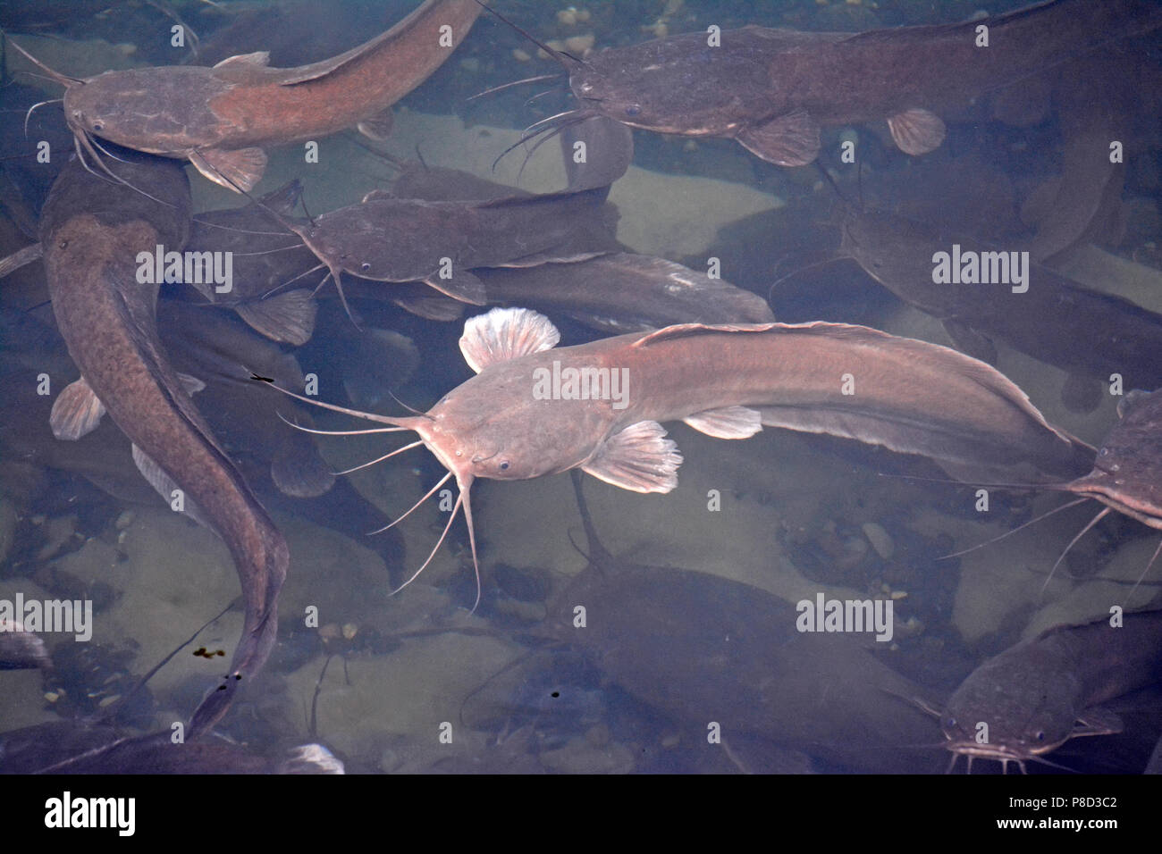 School of cat fish hi-res stock photography and images - Alamy
