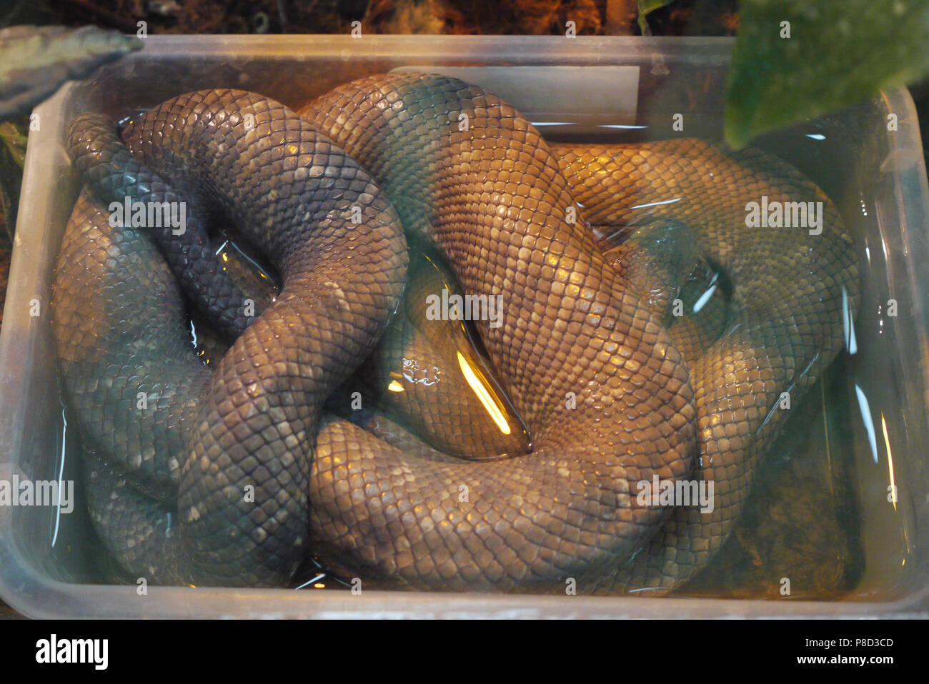 A huge brown boa with a persistent skin curled in a glass aquarium ...