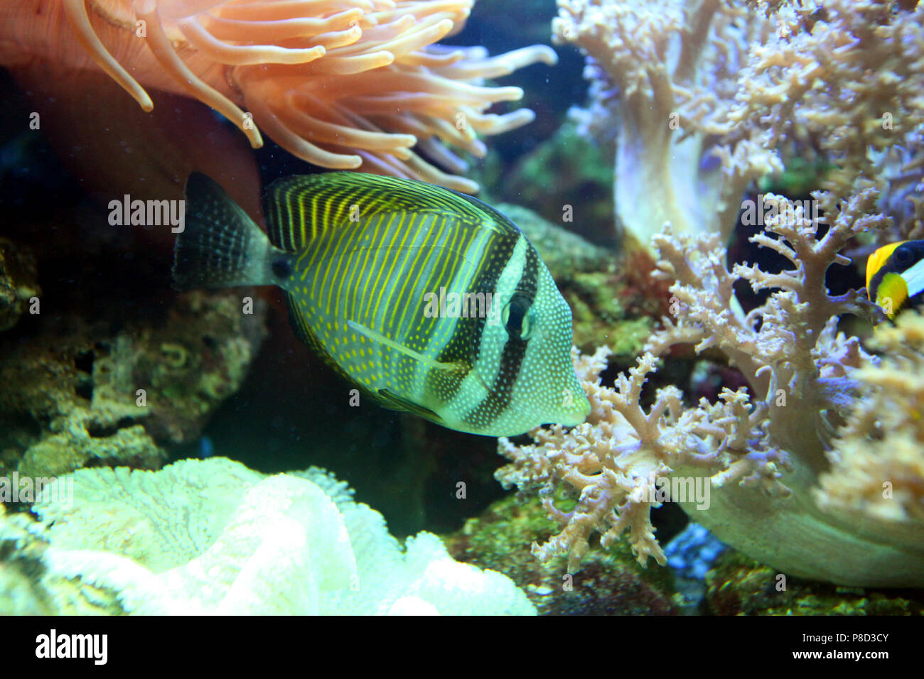 Multicolored striped fish floating amidst large algae and corals . For ...
