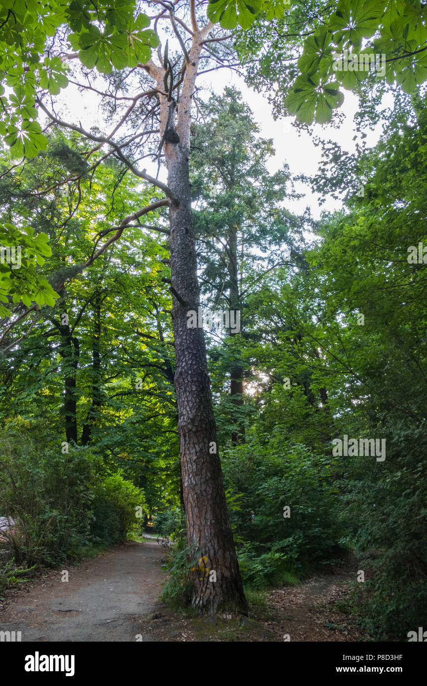 A winding path in the thick of green trees and bushes with a standing ...