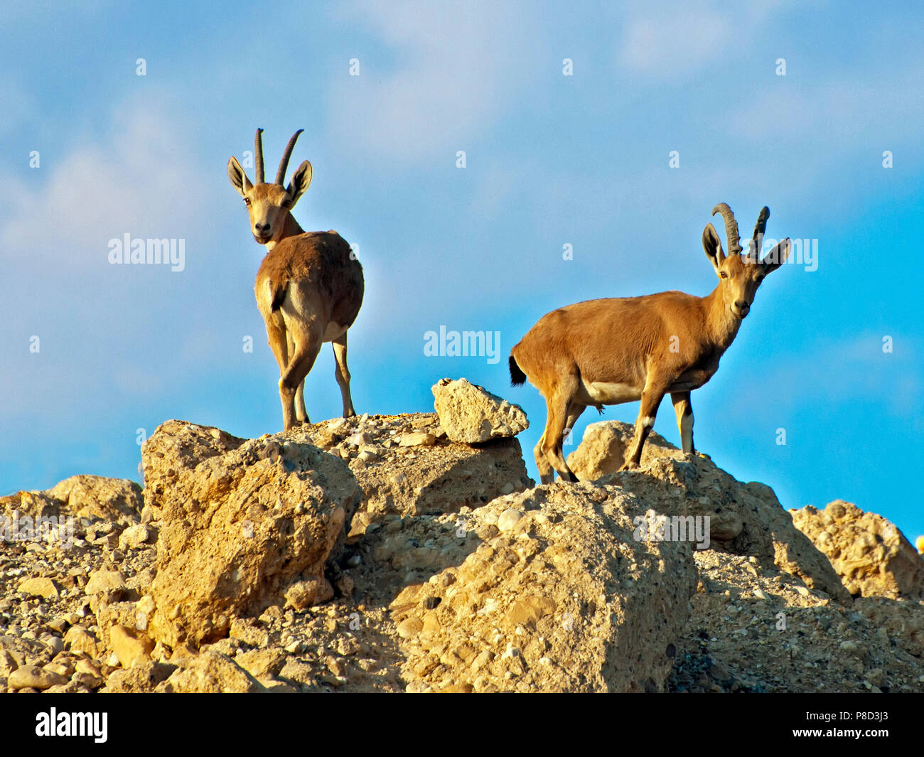 Ibex ein gedi hi-res stock photography and images - Alamy