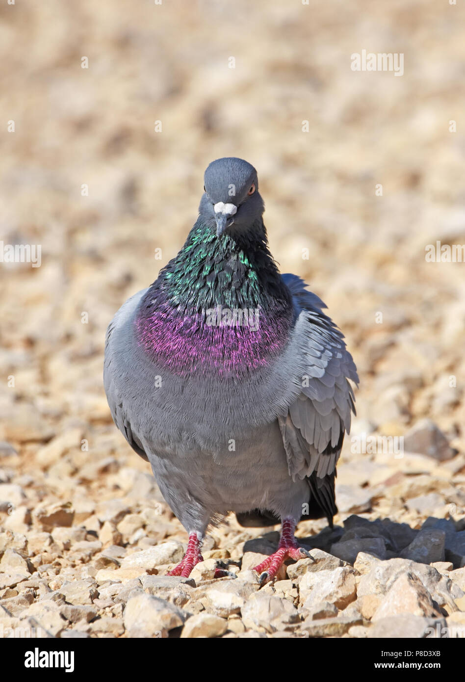 Pigeon stand hi-res stock photography and images - Alamy