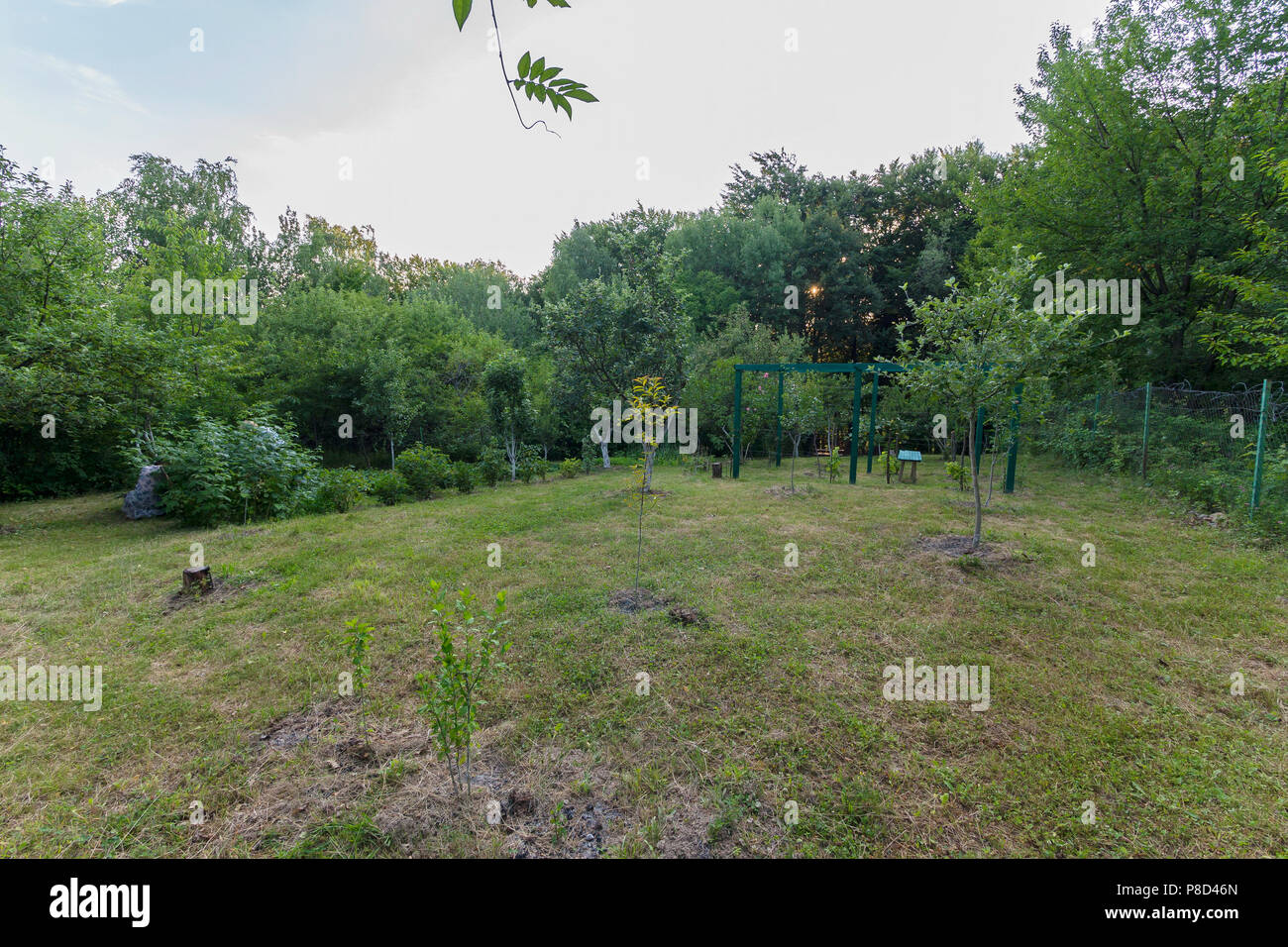 two young trees in a clearing in the middle of the forest . For your ...