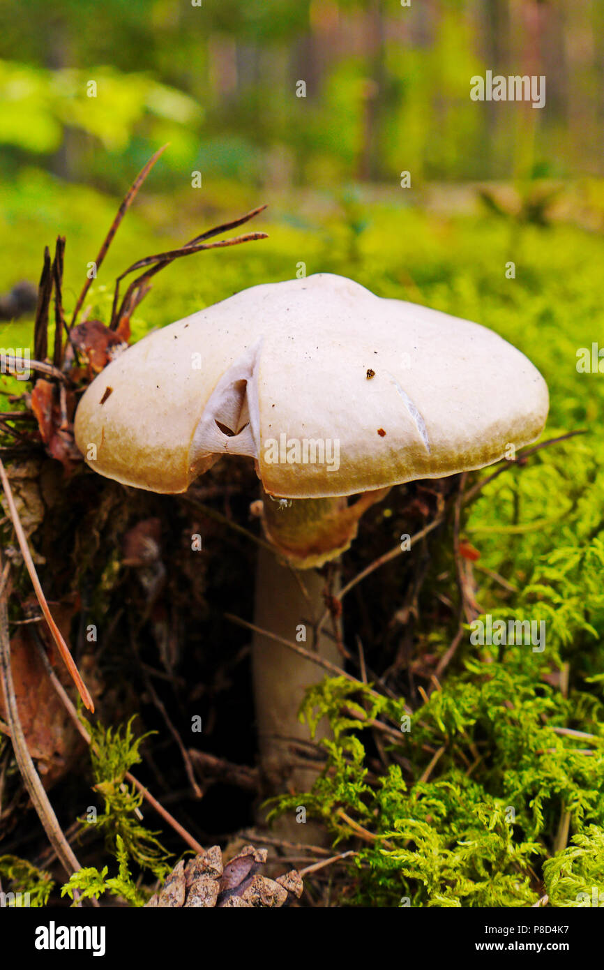 The most dangerous and poisonous pale toadstool lurking in the woods ...