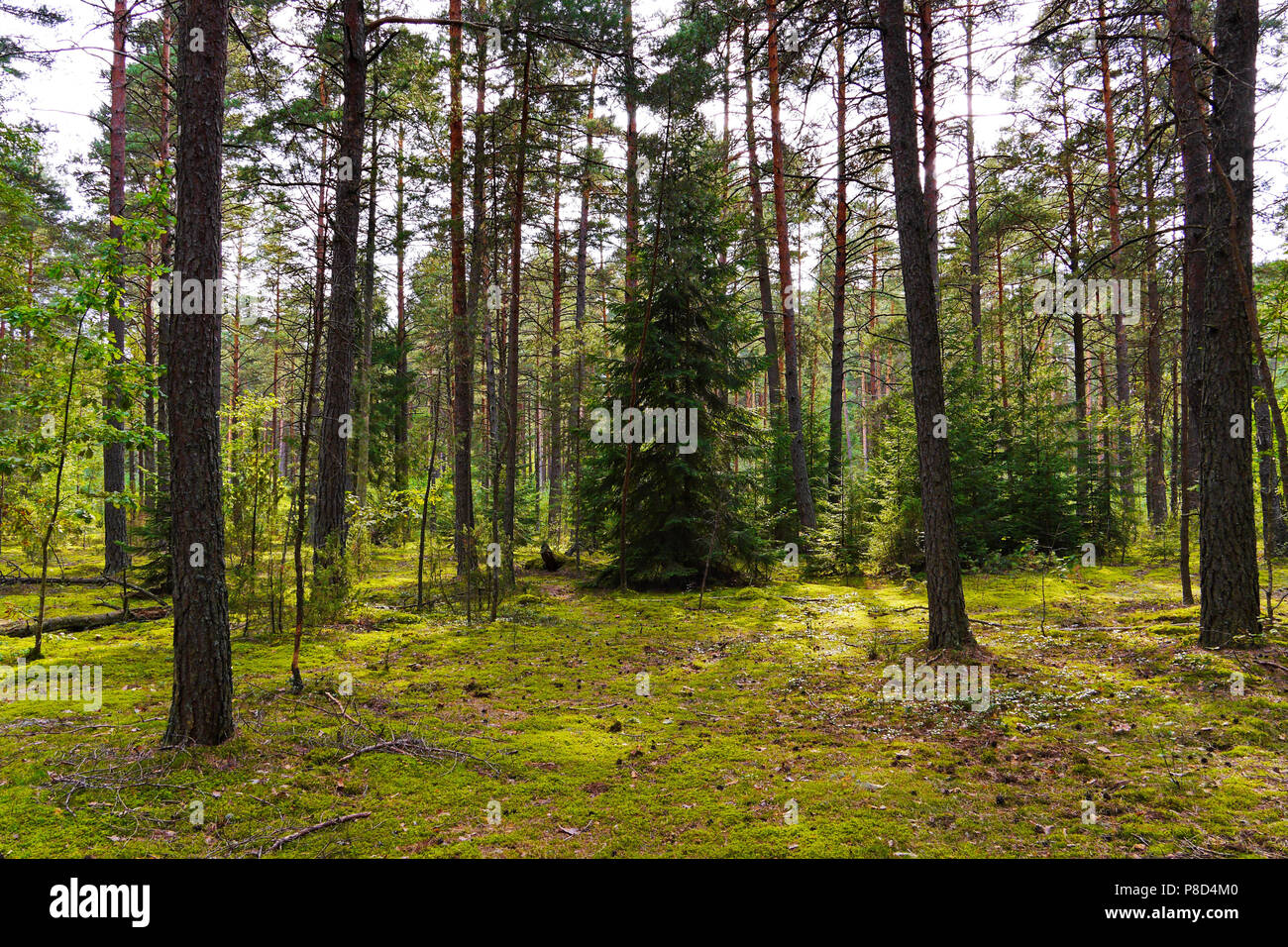 A picturesque glade in a pine forest overgrown with moss with fallen ...
