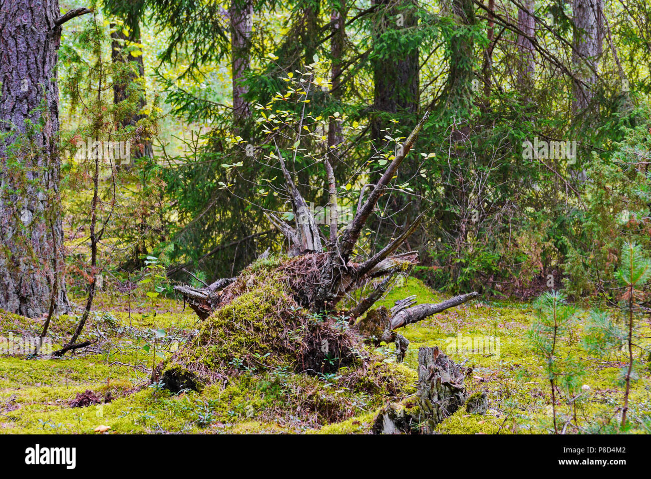 Old tall trees big roots hi-res stock photography and images - Alamy