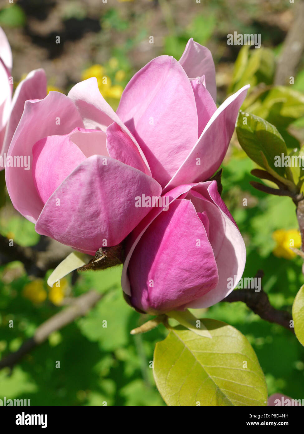 tender buds of budding rose petals on a bright sunny day . For your ...