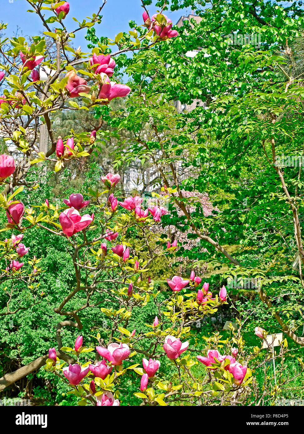 Beautiful decorative tree with curly pink flowers with large petals ...