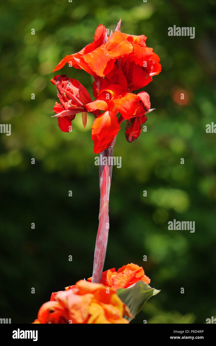 beautiful flower of a bright orange lily on a high stalk . For your ...
