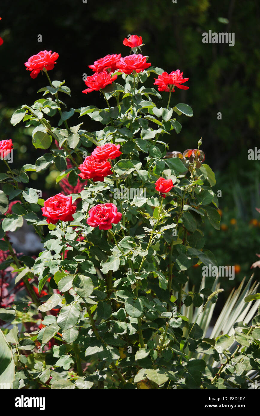 A lush bush of red roses with a lot of green leaves on tall thin stems ...