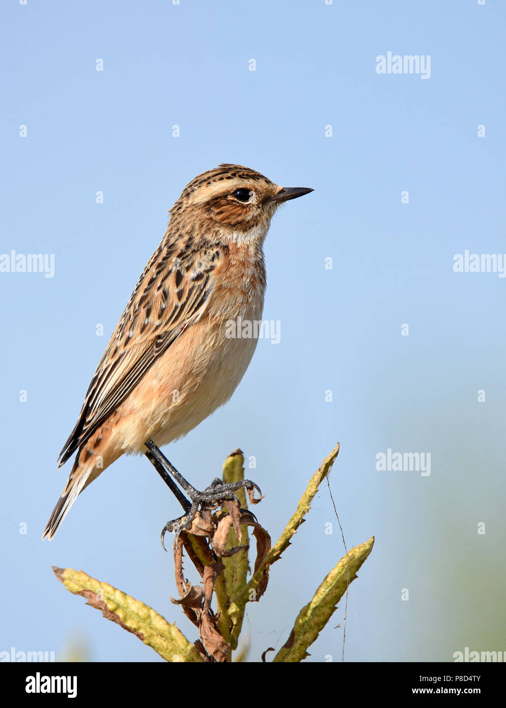 Female whinchat hi-res stock photography and images - Alamy