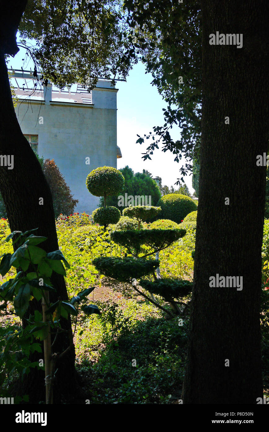 flattened spherical shape of a tree in a park near the house . For your ...
