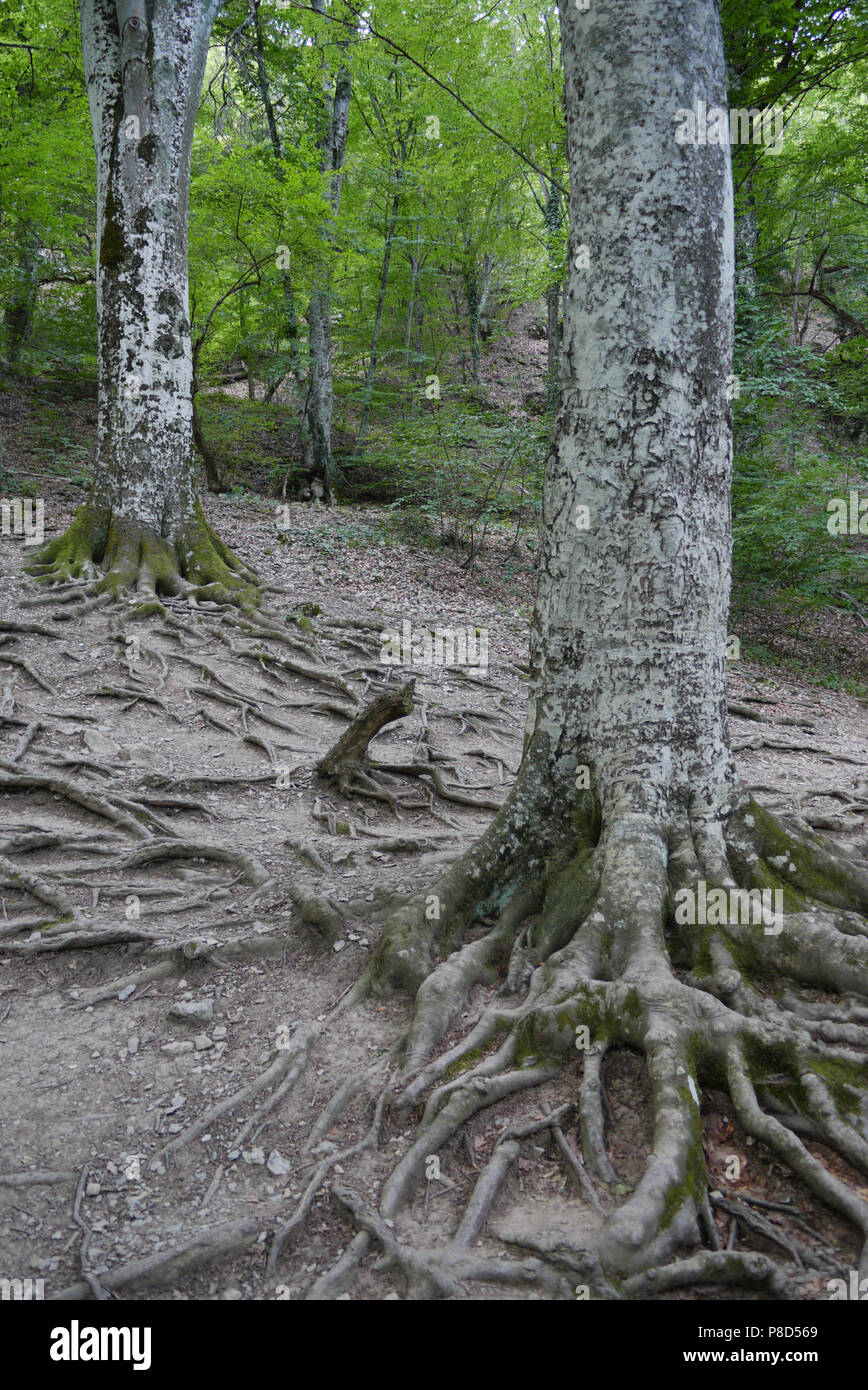 A steep slope with old, overgrown with massive roots, trees against the ...