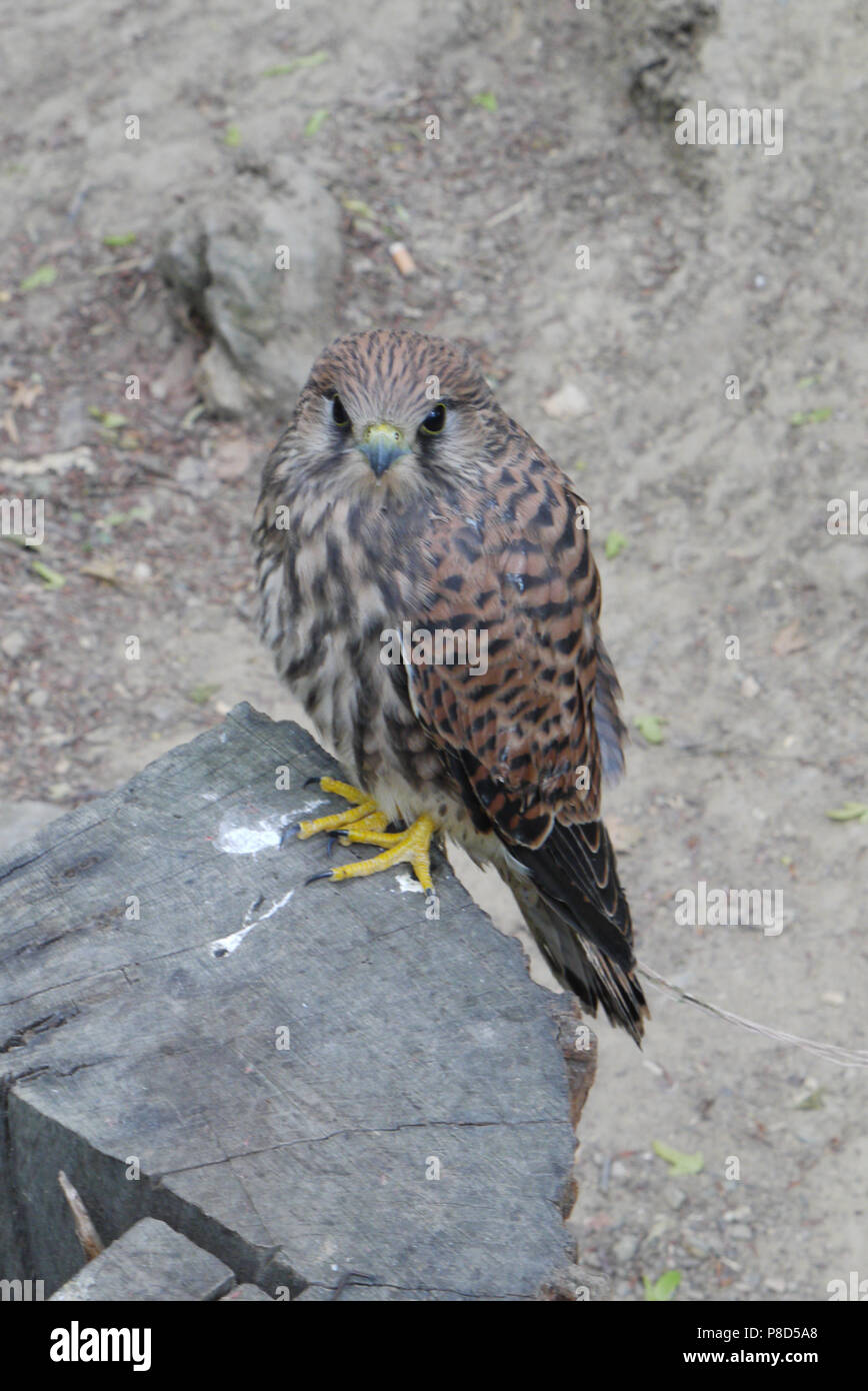 Young, spotted falcon brown in black spots and stripes. It's so cute ...