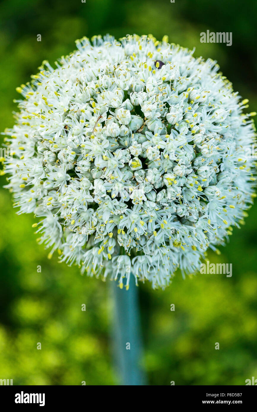 White flower with dense petals forming the shape of a sphere with small ...