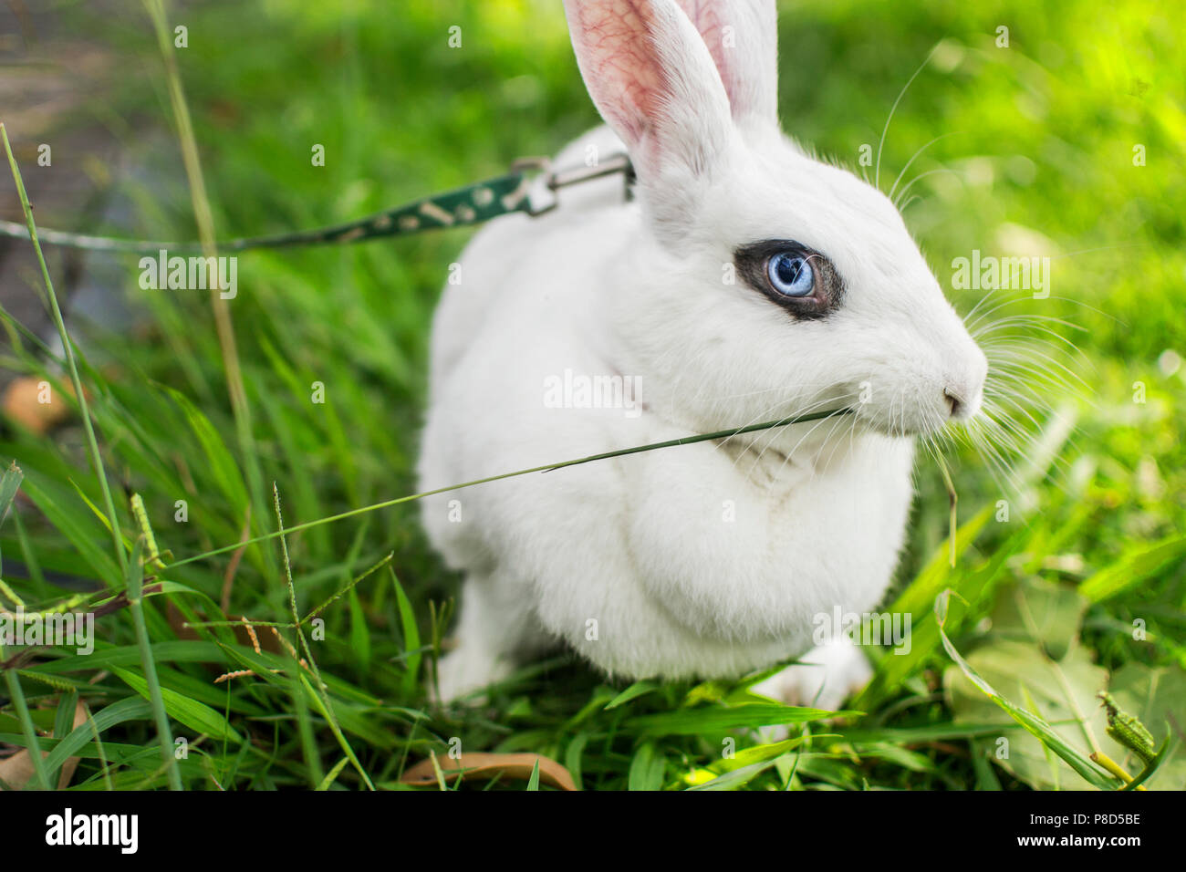 the white rabbit Stock Photo - Alamy