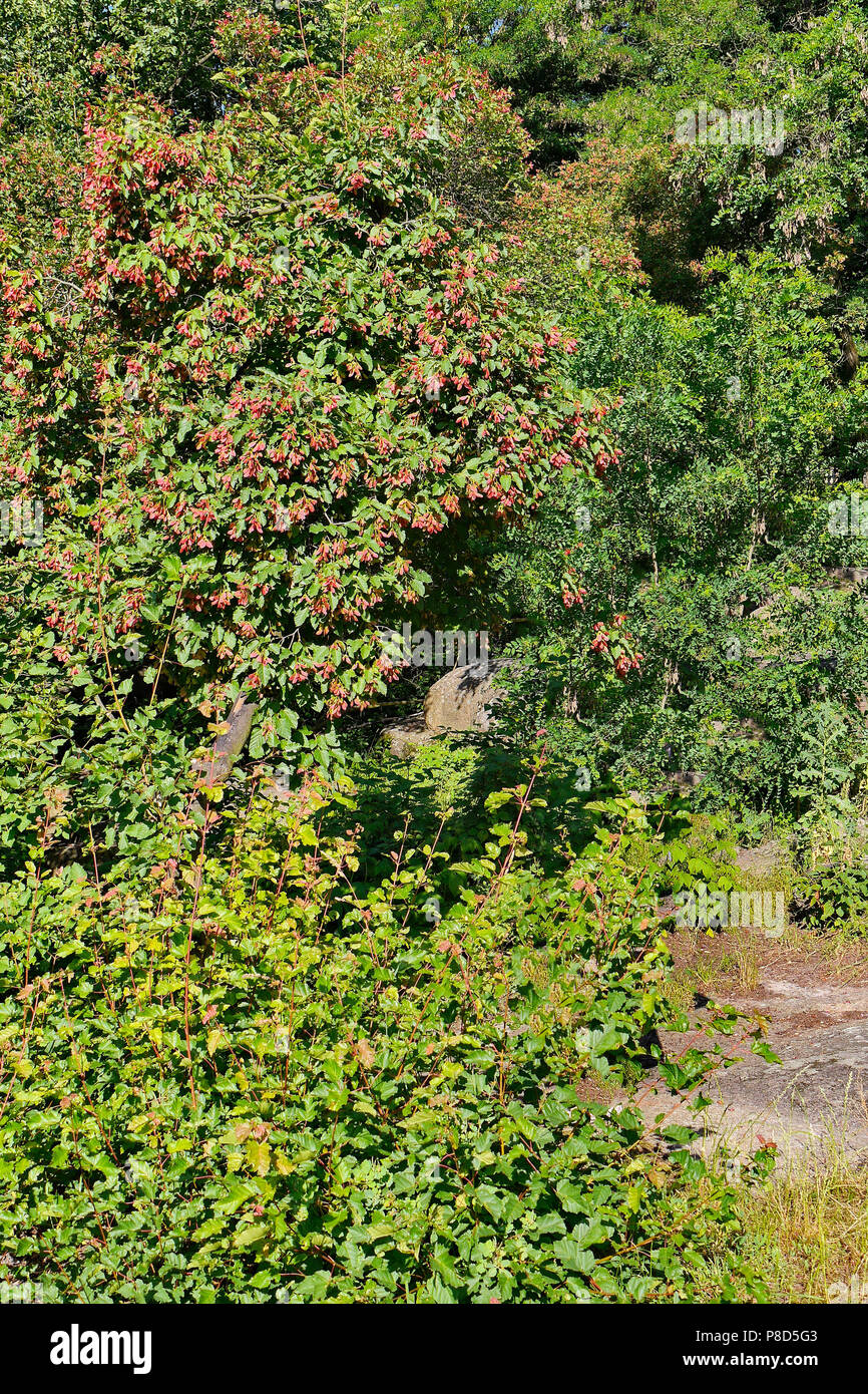 Green decorative twisted trees and shrubs with a huge number of small ...