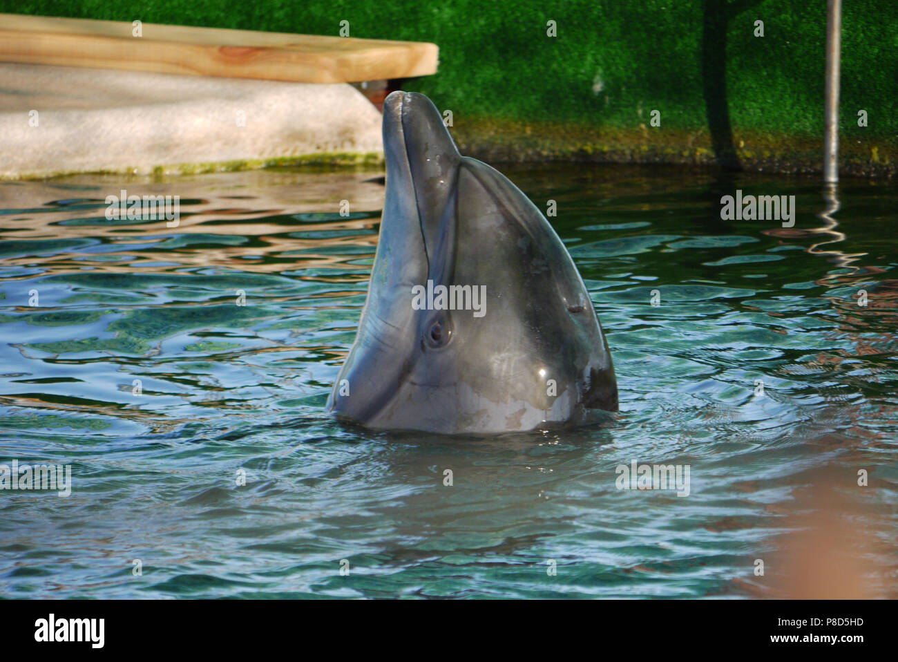 A handsome dolphin in the clear waters of the pool with his nose ...
