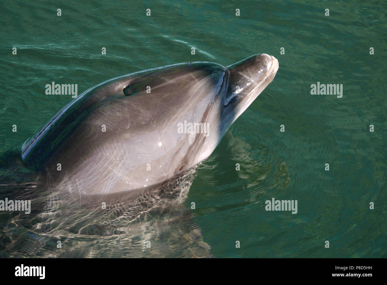 beautiful dolphin floating in clear azure water squeezed from sunlight ...