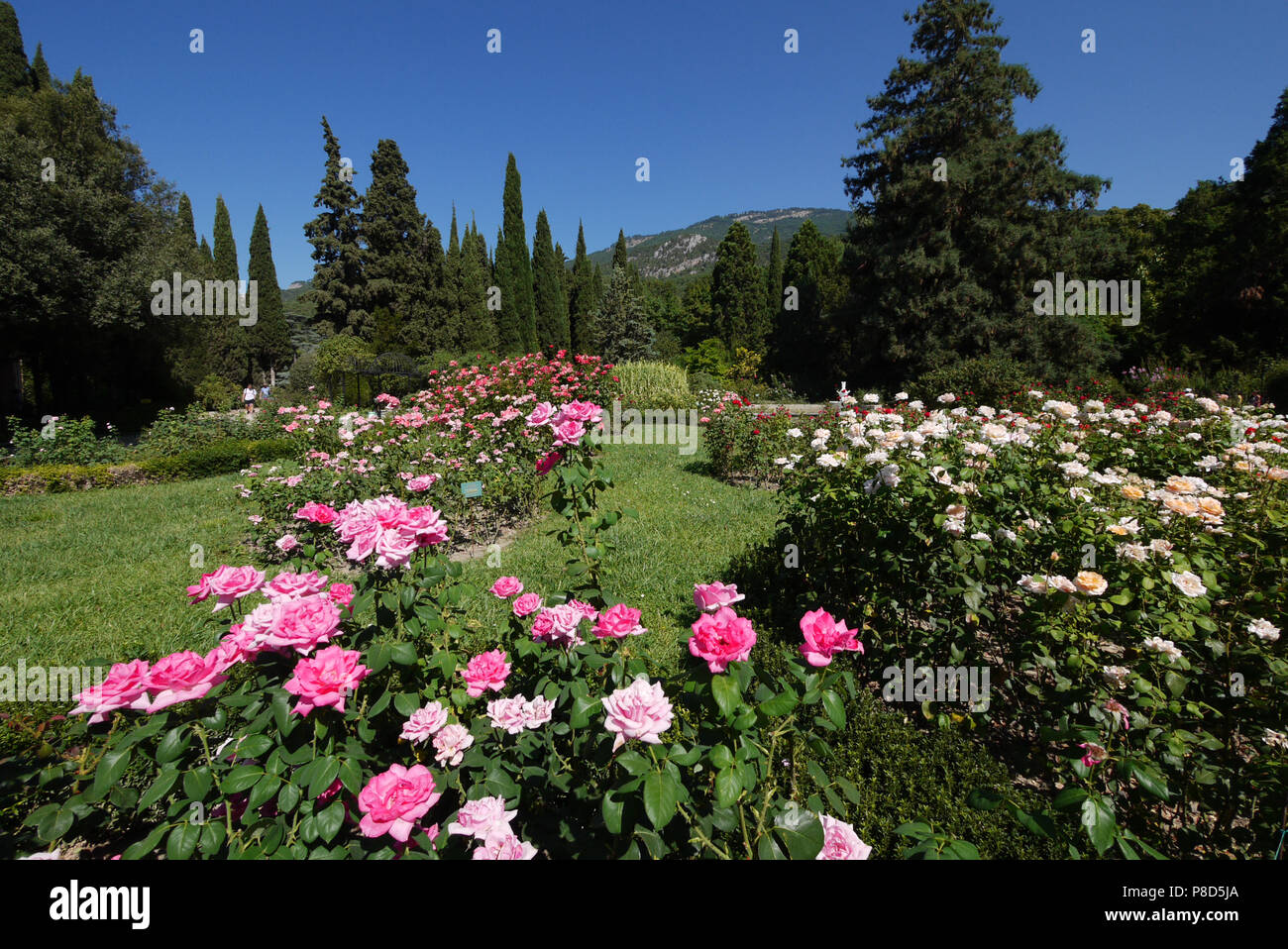 Roses of different colors are planted row in the park on a lawn between ...