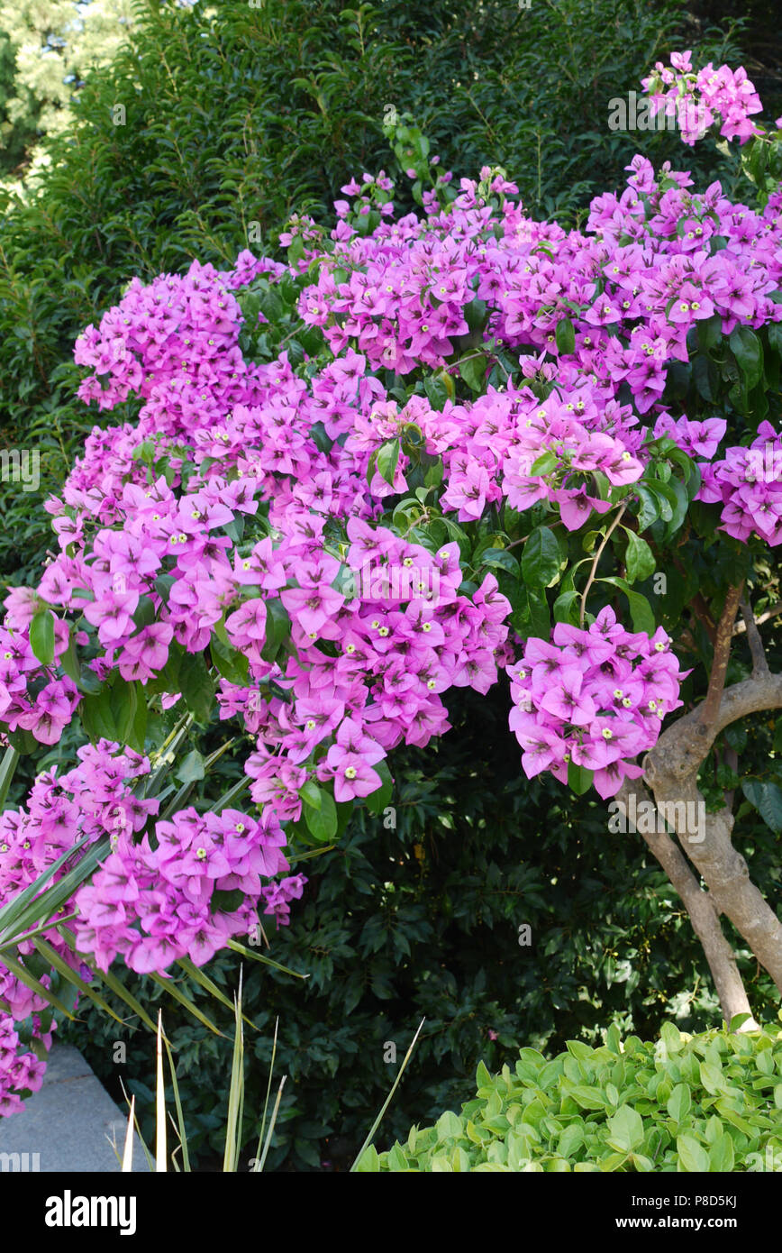 Huge bush hi-res stock photography and images - Alamy