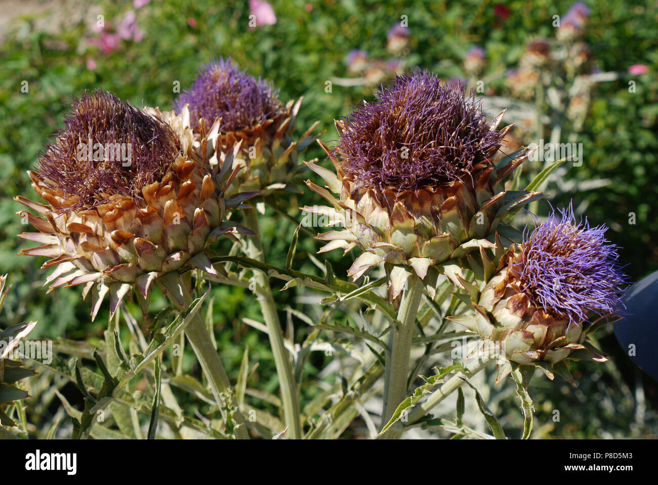 Ugly Flowers Stock Photos & Ugly Flowers Stock Images - Alamy