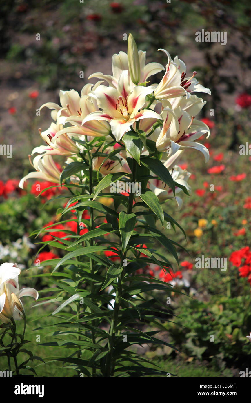 Desi flower hi-res stock photography and images - Alamy