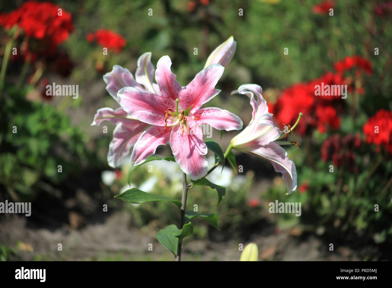 A lily flower with delicate pale pink petals on a thin stem with green ...