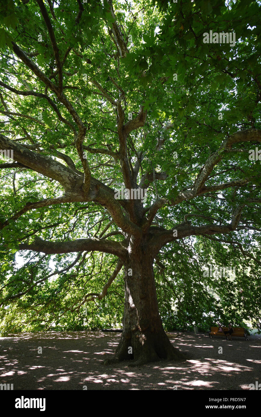 Green is a very branchy tree with thick leaves giving a big shadow ...