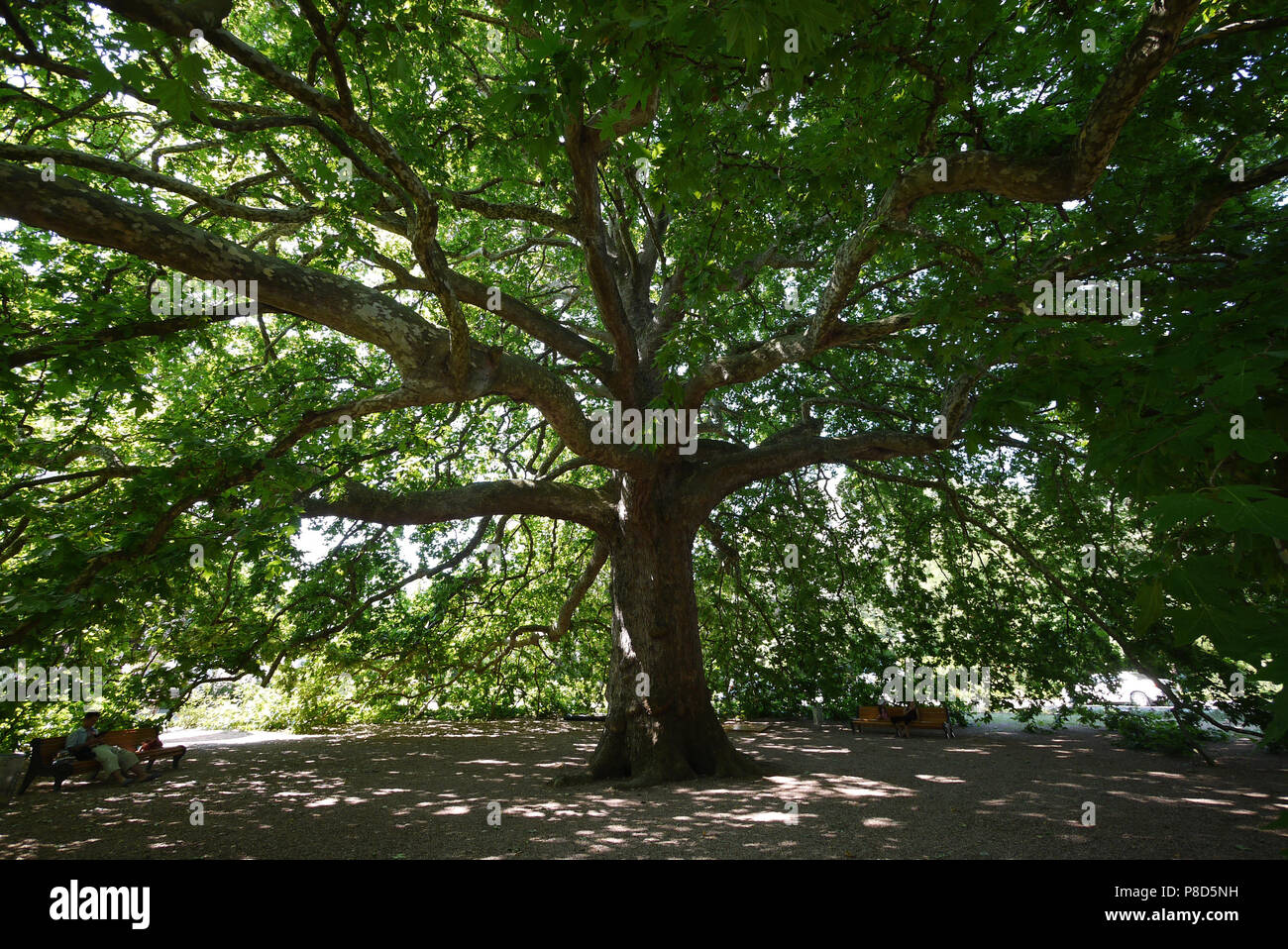 Tree with wide branches hi-res stock photography and images - Alamy