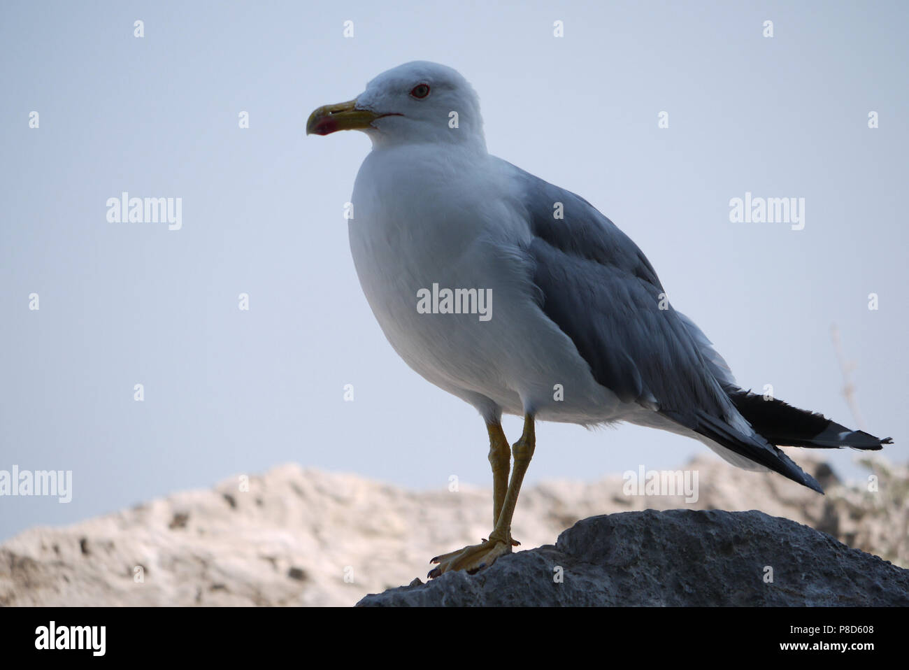 Beautiful proud seagull stands on a stone against a background of a ...