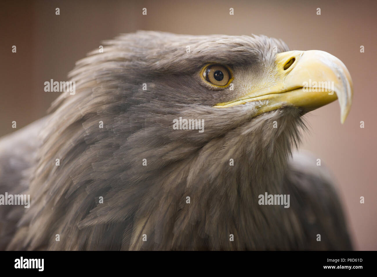 White tailed sea eagle headshot hi-res stock photography and images - Alamy