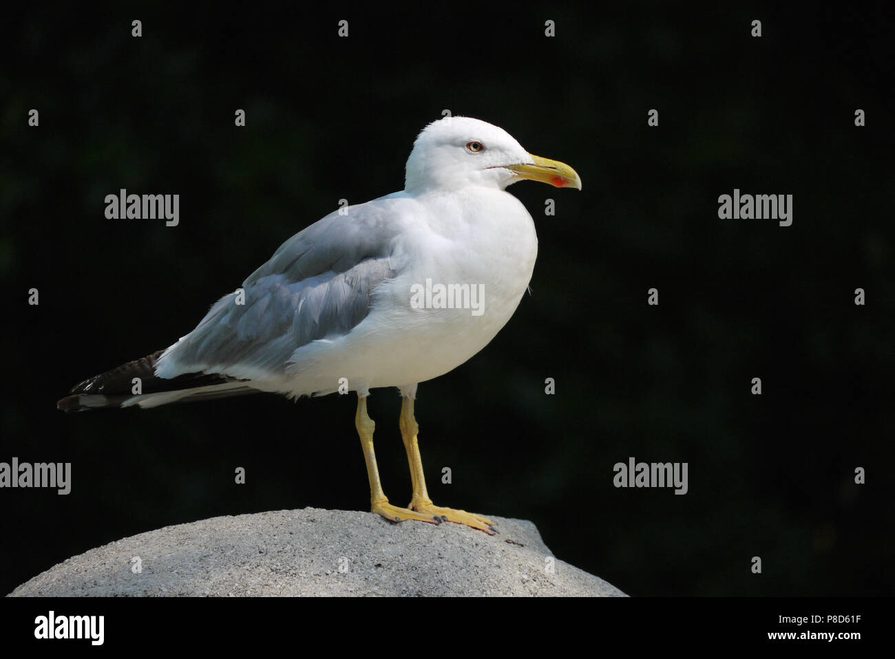 Large gray seagull with a red spot on its yellow beak and with a black ...